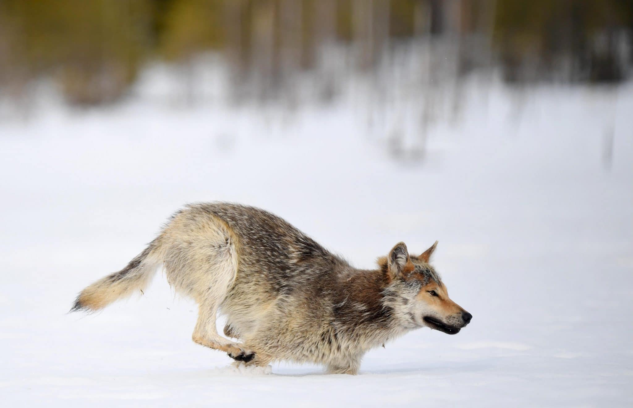 Sudet pakottavat yhä useampiin koulukuljetuksiin | Verkkouutiset