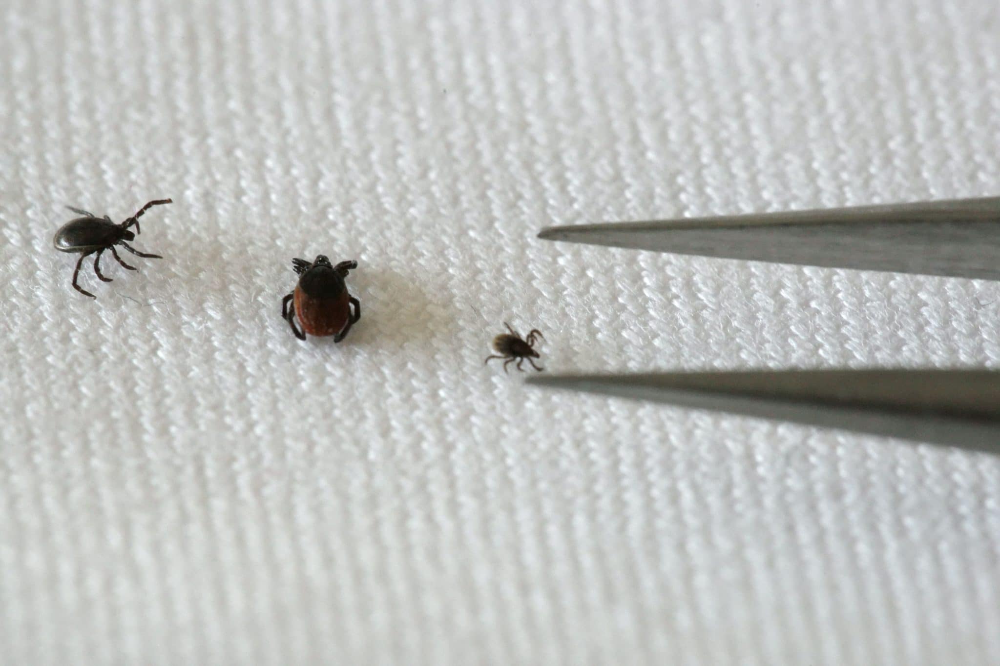 "Näkymättömiä" punkkeja pelätään - tältä tappava nymfi näyttää ...