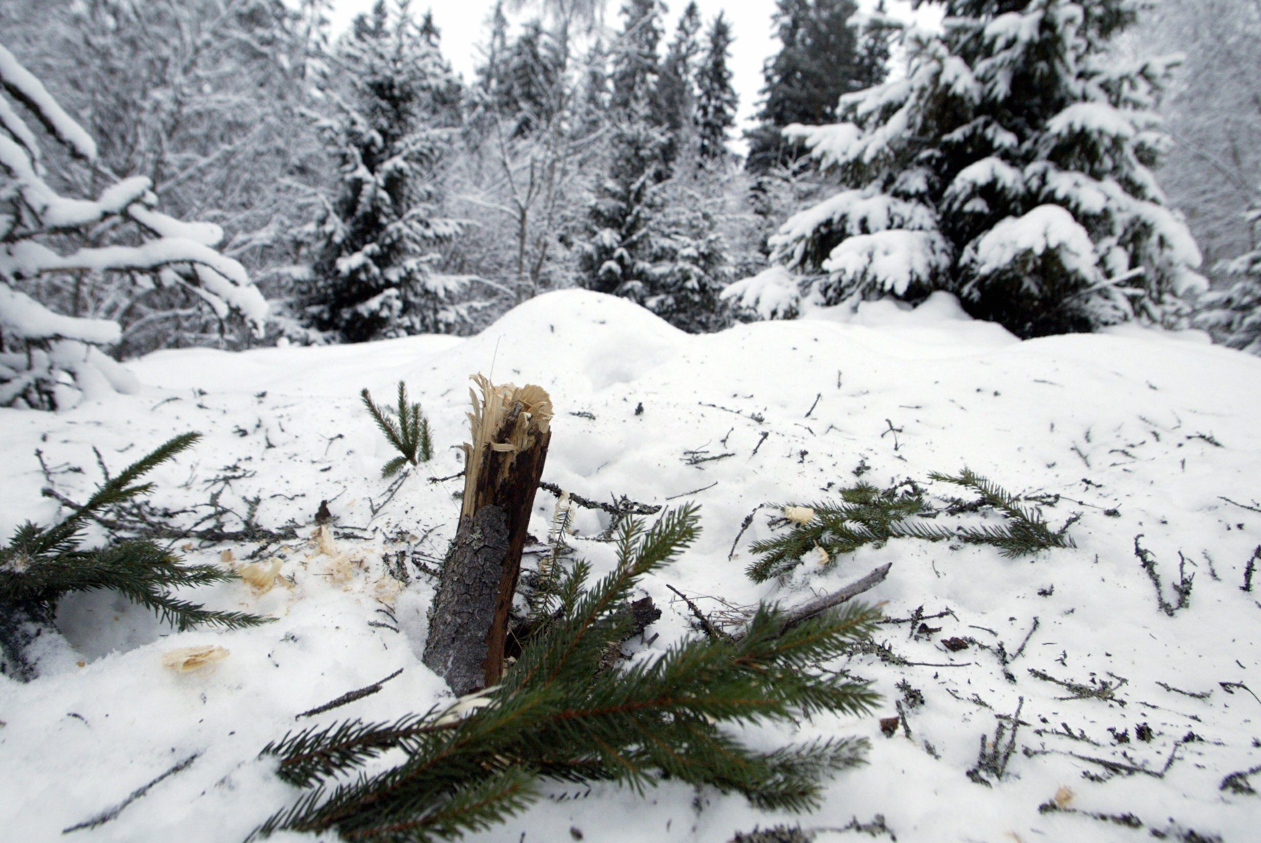 MT: Näin joulukuusen saa kestämään pyhien yli | Verkkouutiset