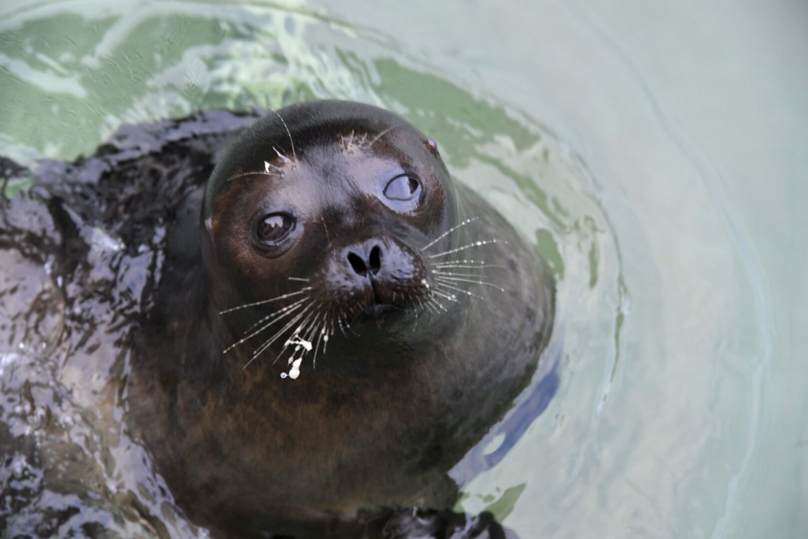 Saimaannorppa kuoli jäätyään kiinni kalaverkkoon | Verkkouutiset