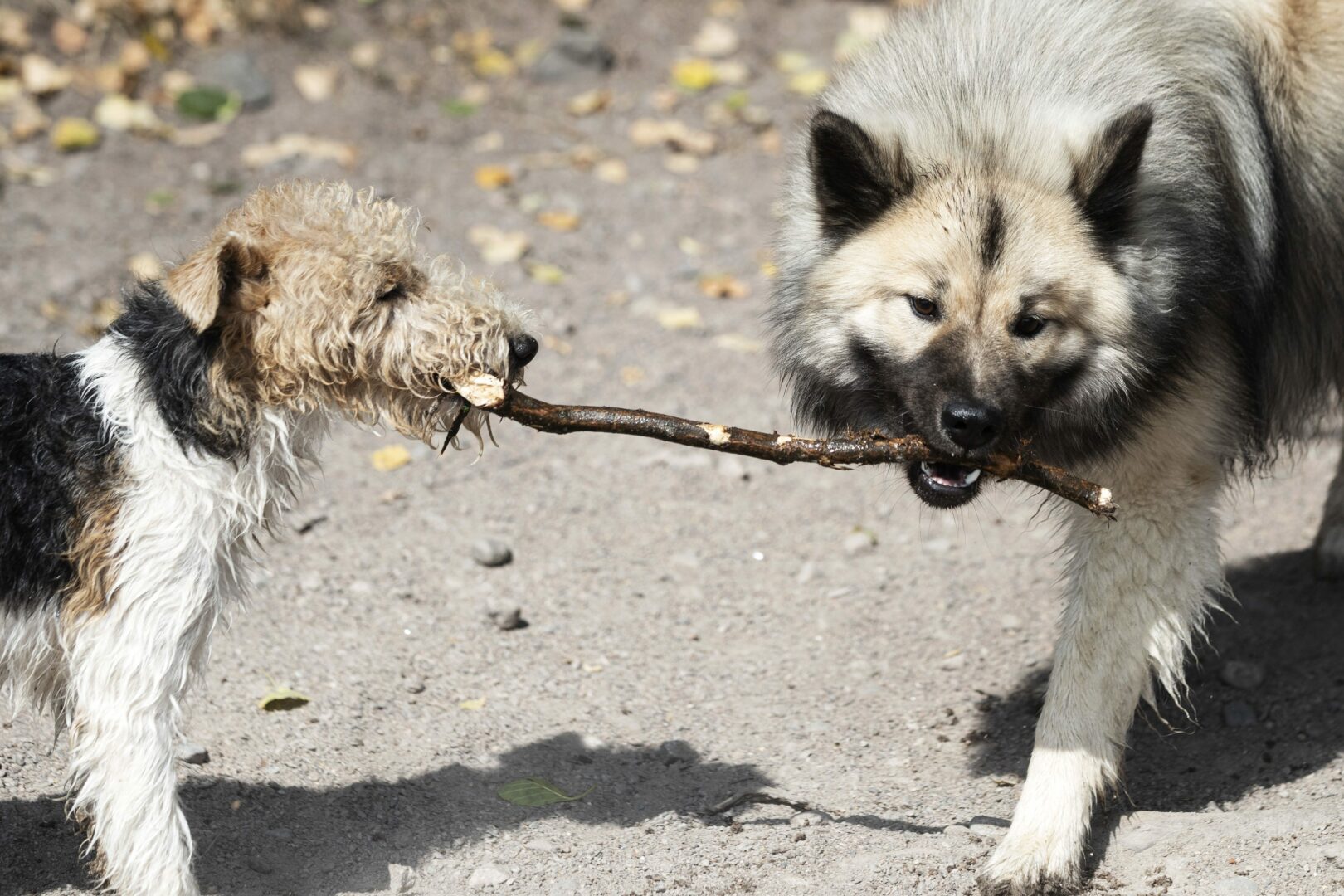 Koiria salakuljetettu Venäjältä Suomeen | Verkkouutiset