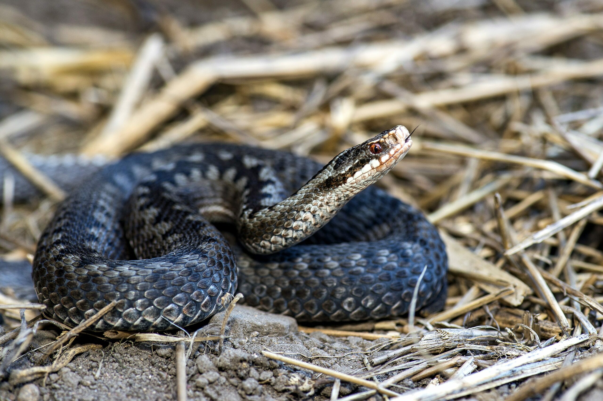 Kevätaurinko herättää kyyt | Verkkouutiset