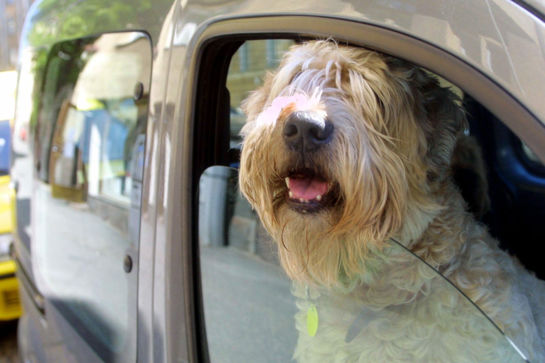 Kesällä autosta voi tulla koiralle tappavan kuuma | Verkkouutiset