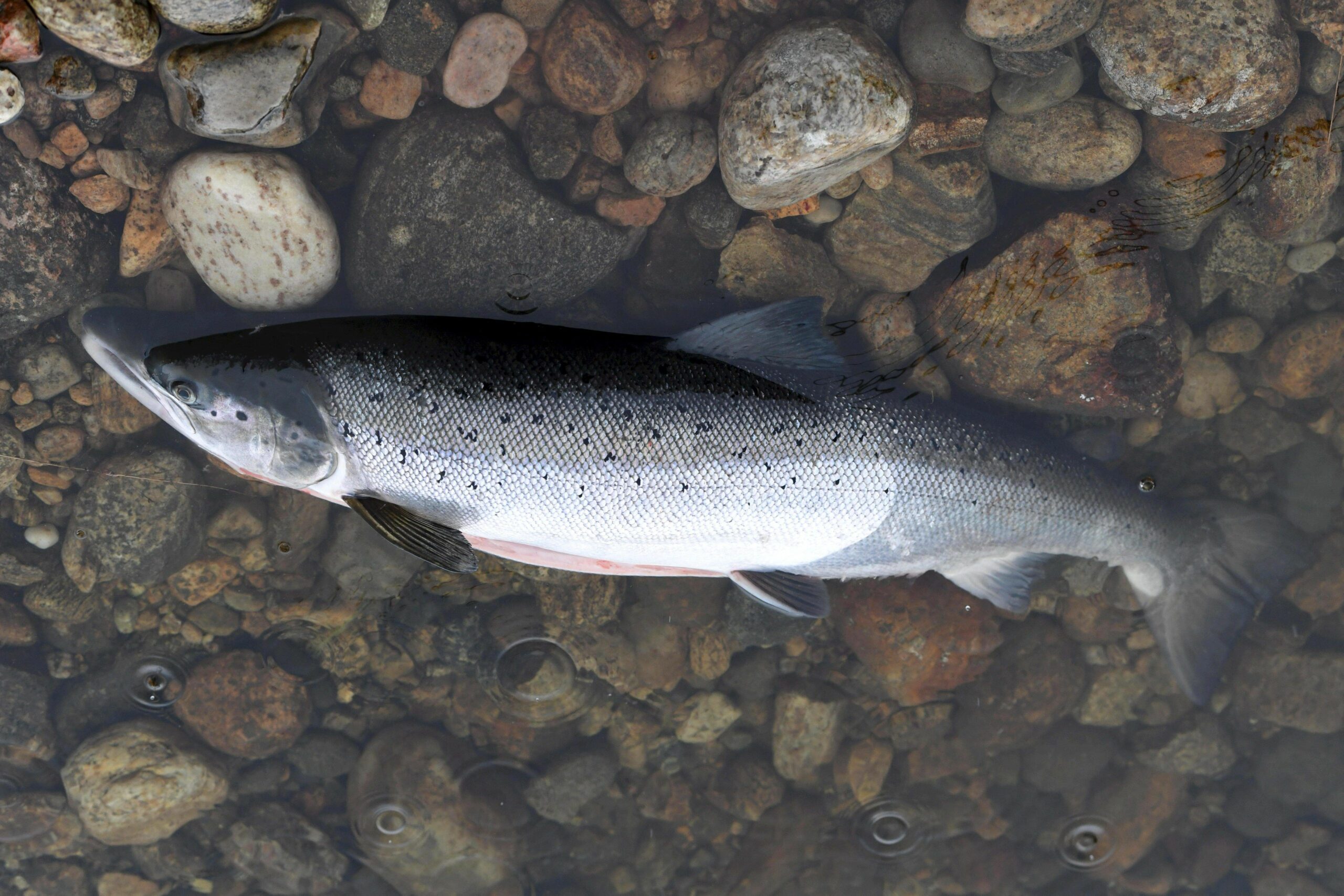 Lohi on ahneuden, hätäilyn ja liian kekseliäisyyden uhri | Verkkouutiset