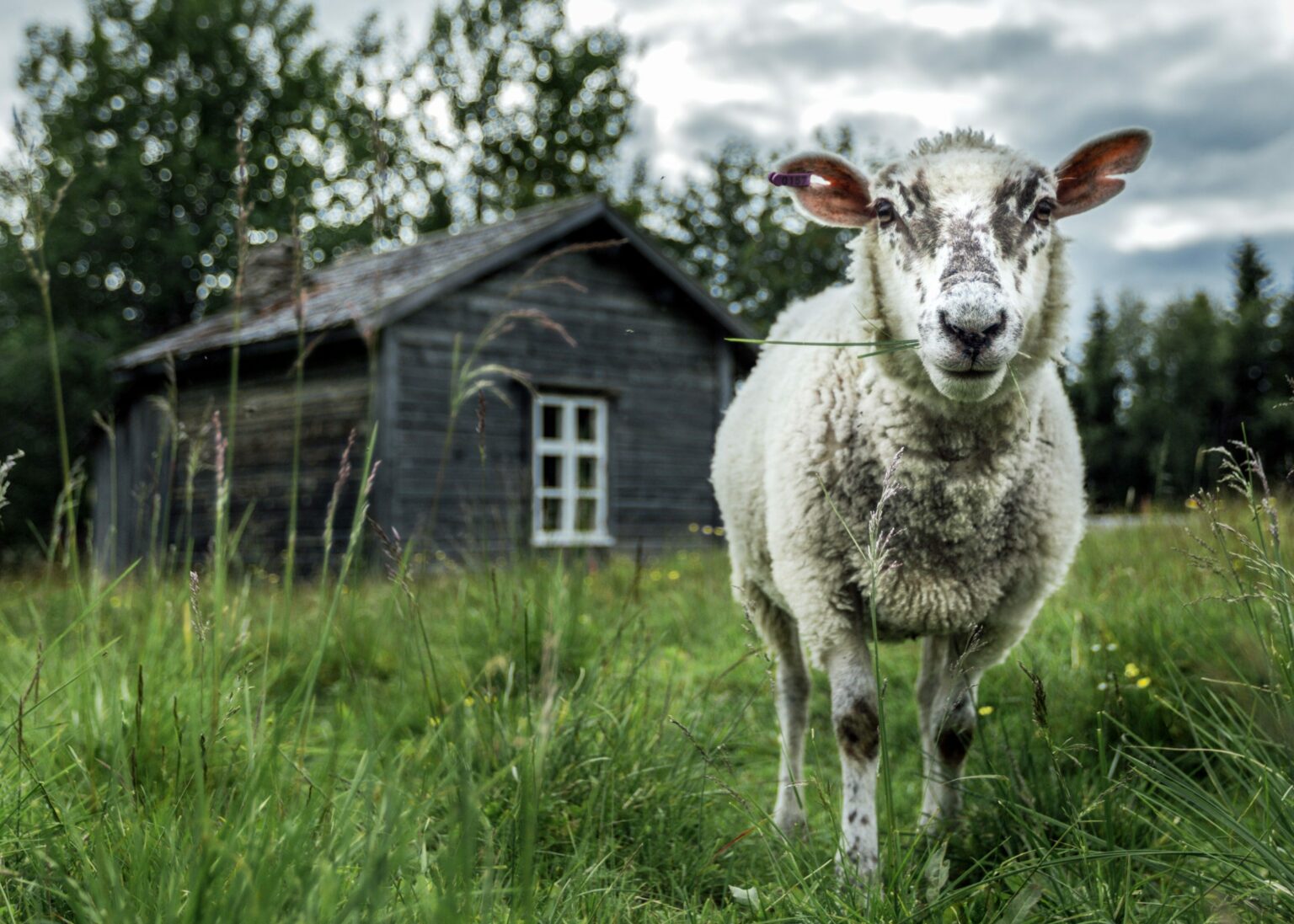Lampuri MT:lle: Sitä luulisi, että omalla maallaan saa tehdä mitä ...