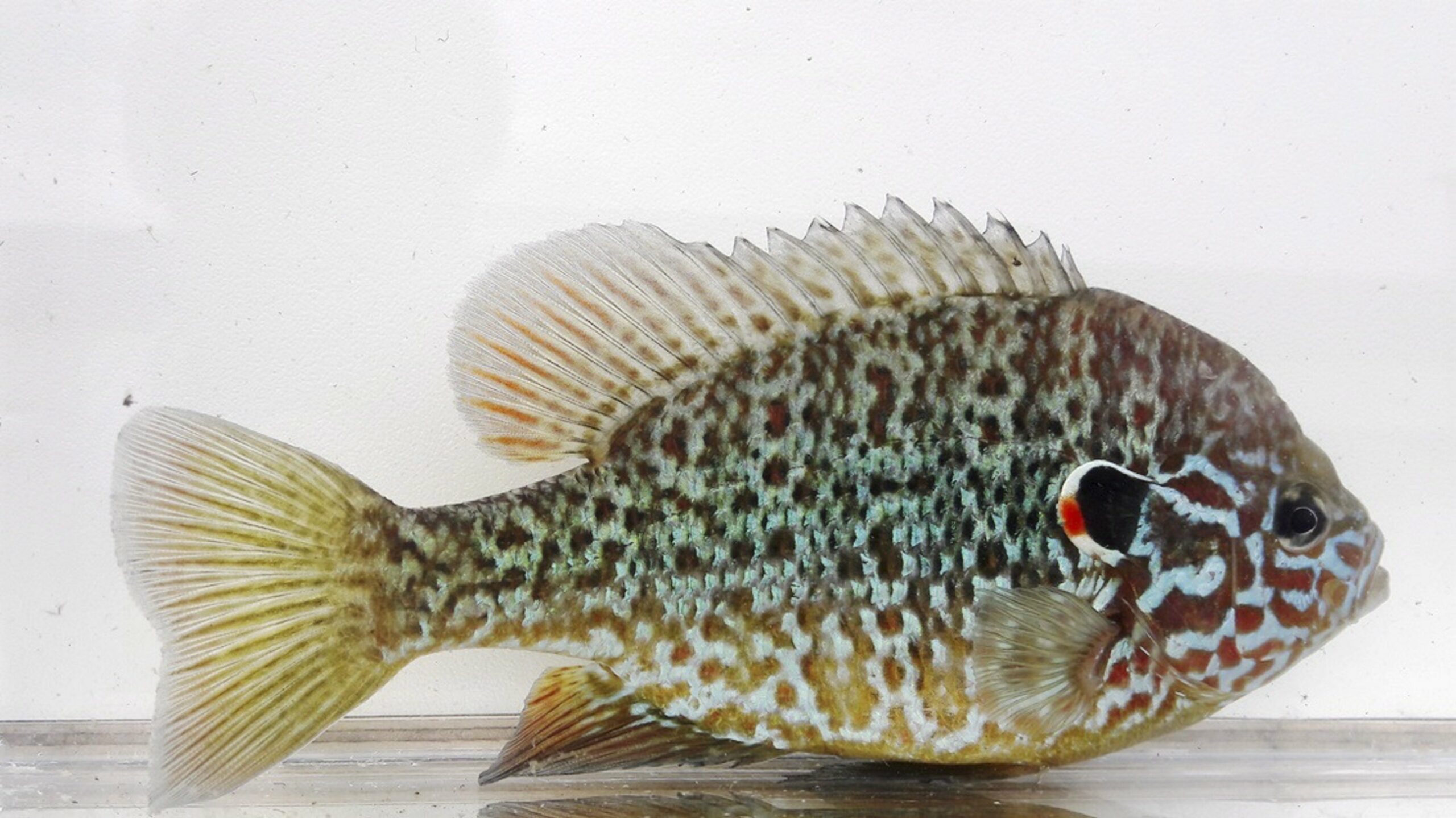 Vieraslajiluetteloon seisemän uutta lajia | Verkkouutiset