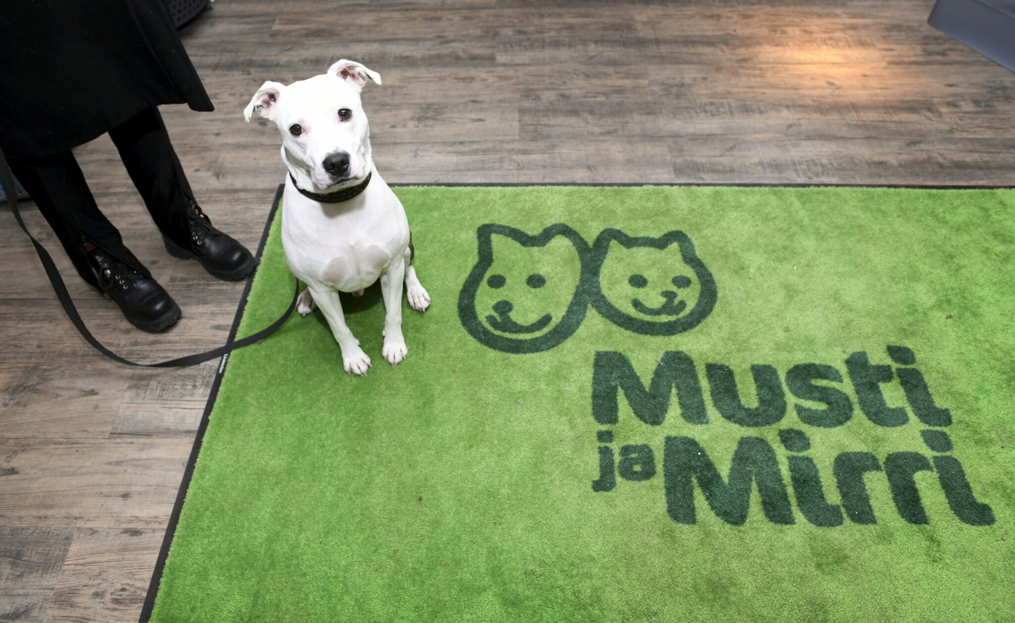 Kuluttajaliitto Ylelle: Mustin ja Mirrin pitäisi maksaa ...