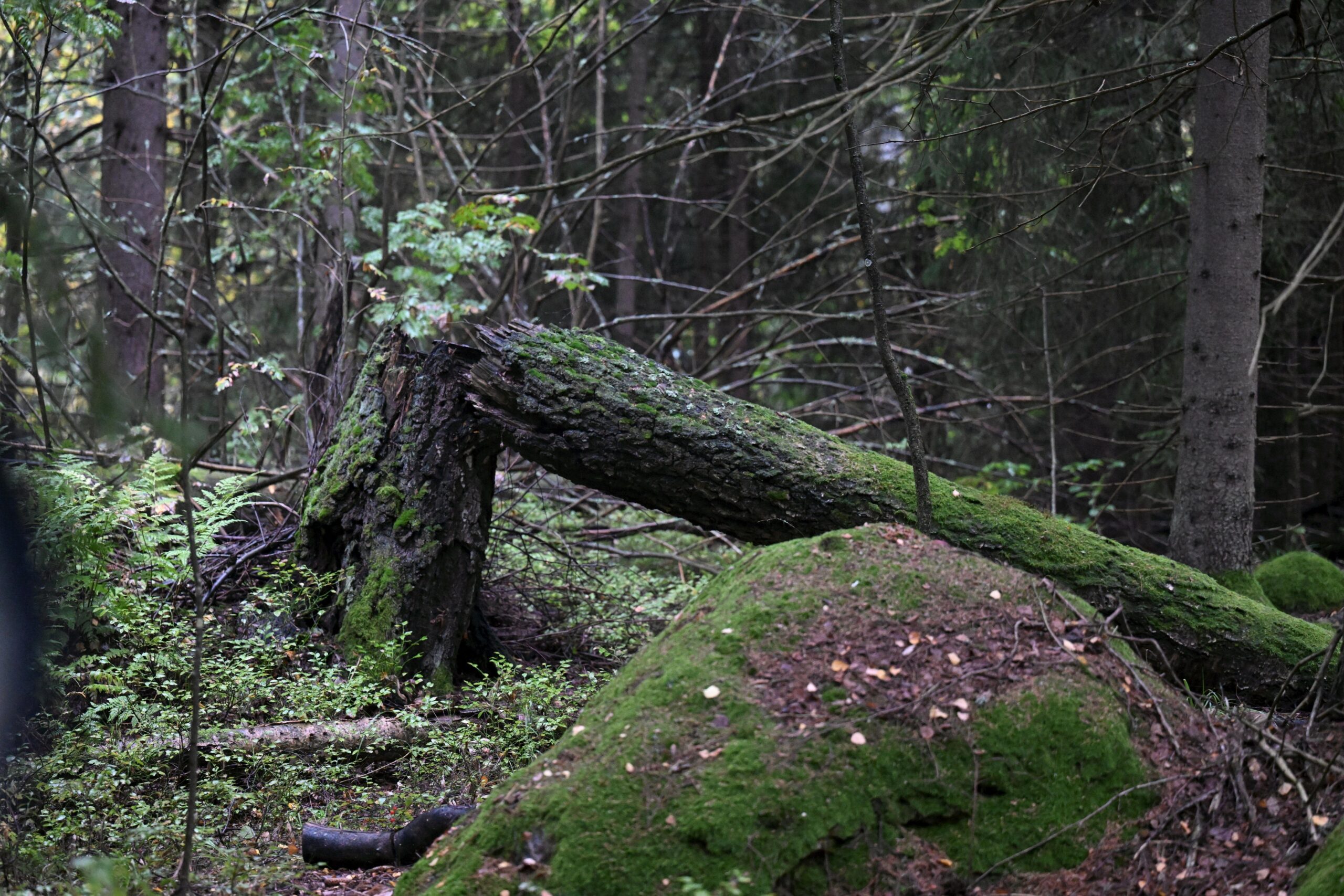 Ranska liittyi EU:n metsäisten jäsenvaltioiden ryhmään | Verkkouutiset