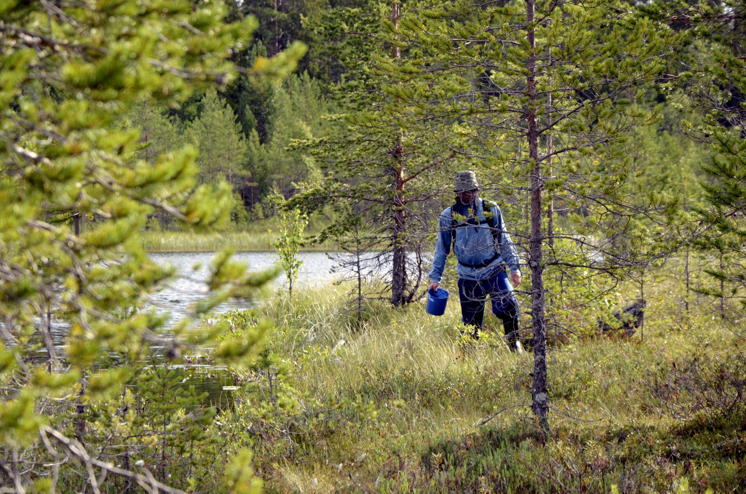 Yle: Näin paljon marjoja poimimalla voi ansaita | Verkkouutiset