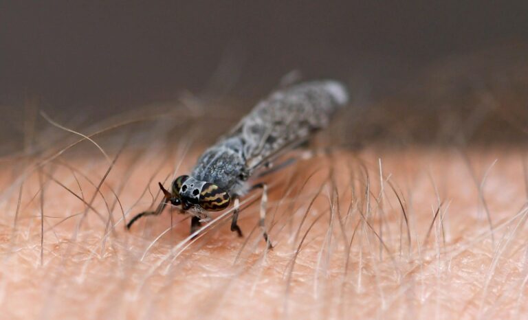 Yle: Tällä helpolla keinolla pidät paarmat loitolla | Verkkouutiset