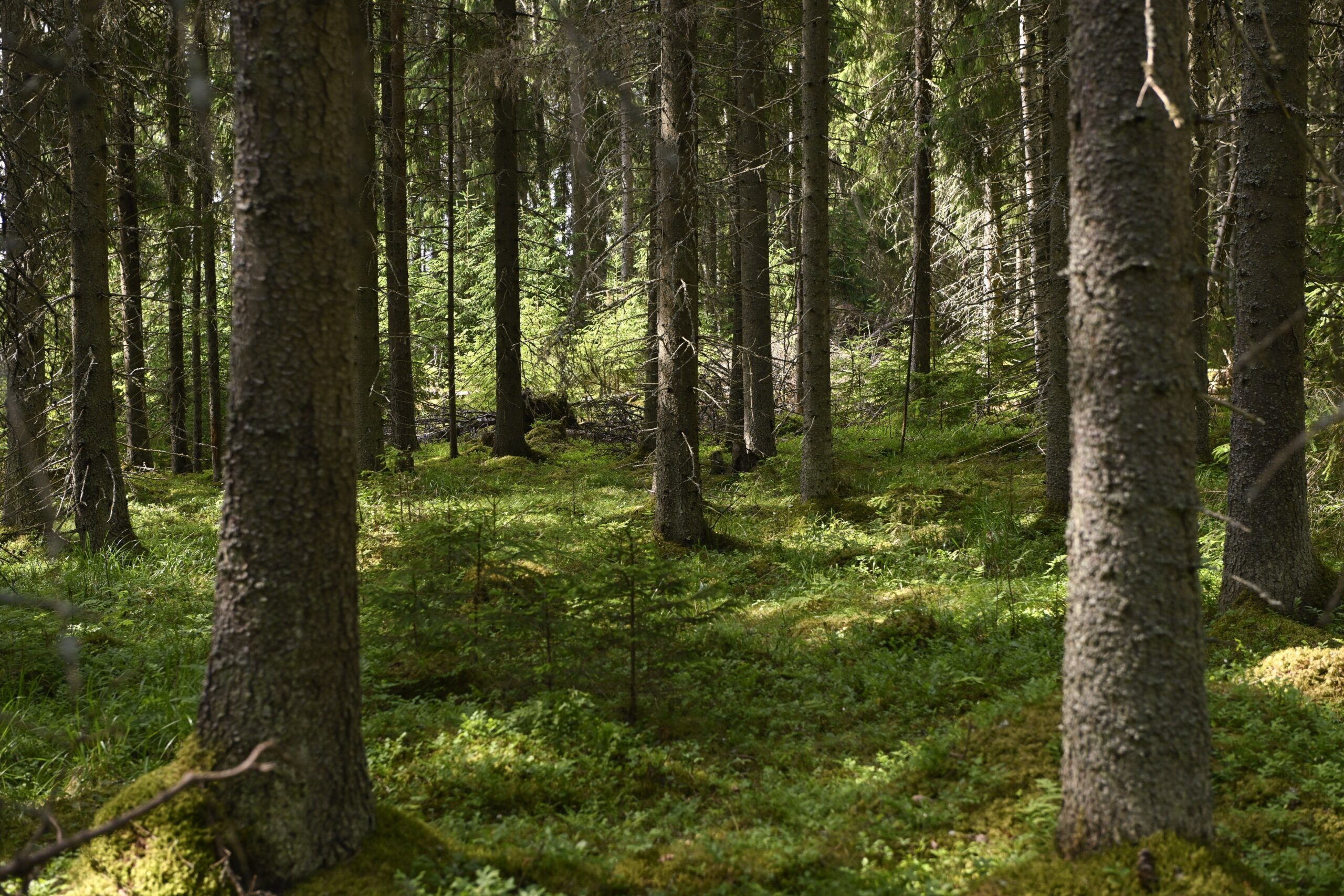 Mitä tarkoittaa moro tai rouste? | Verkkouutiset
