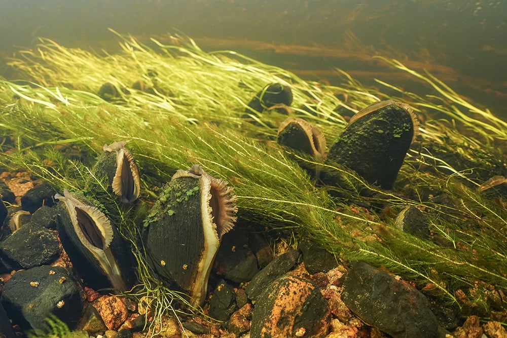 Toistuvasti yliajettua raakkuesiintymää ennallistetaan jo | Verkkouutiset