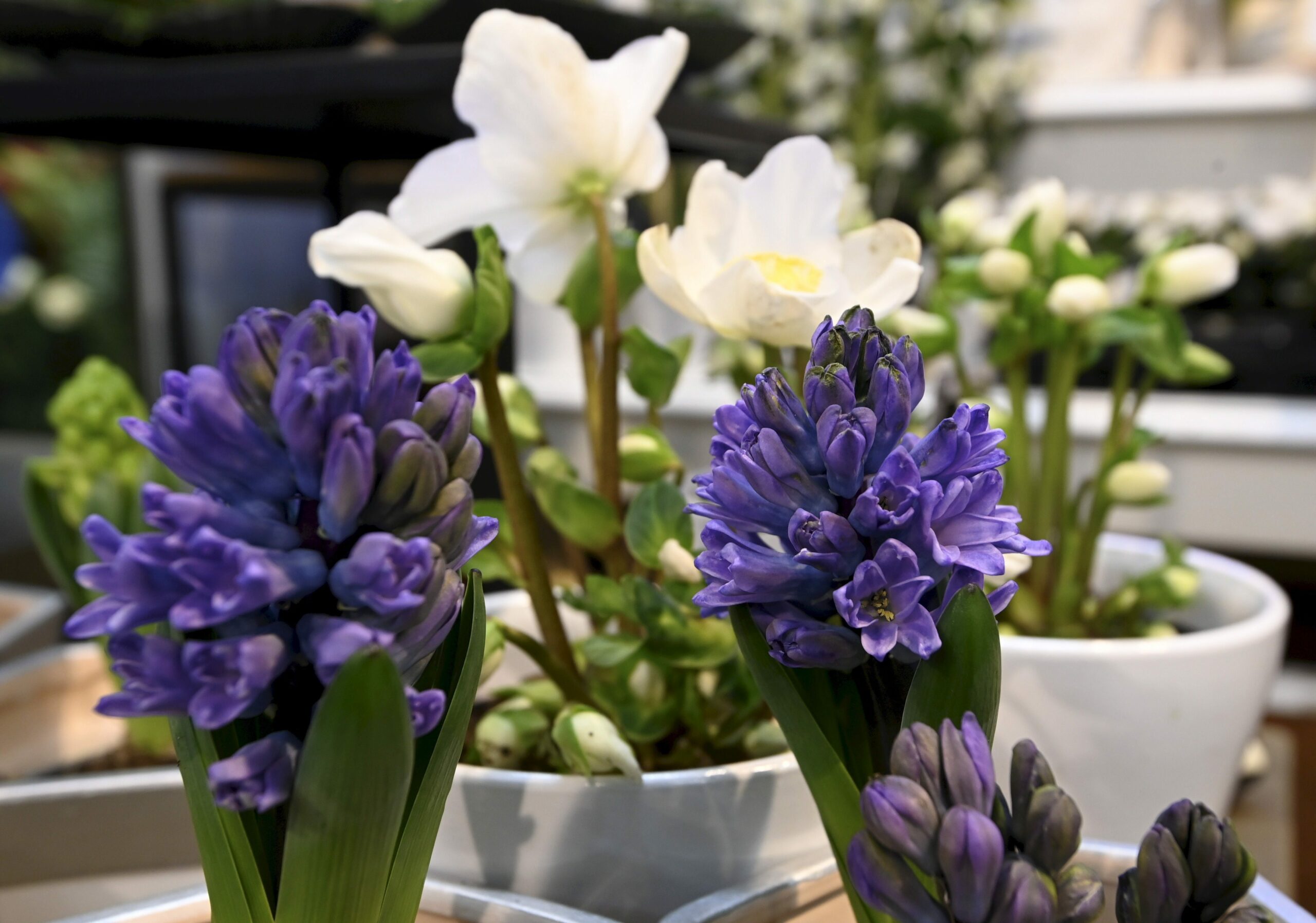 IL: Joulukukat jakavat Suomen kolmeen osaan | Verkkouutiset