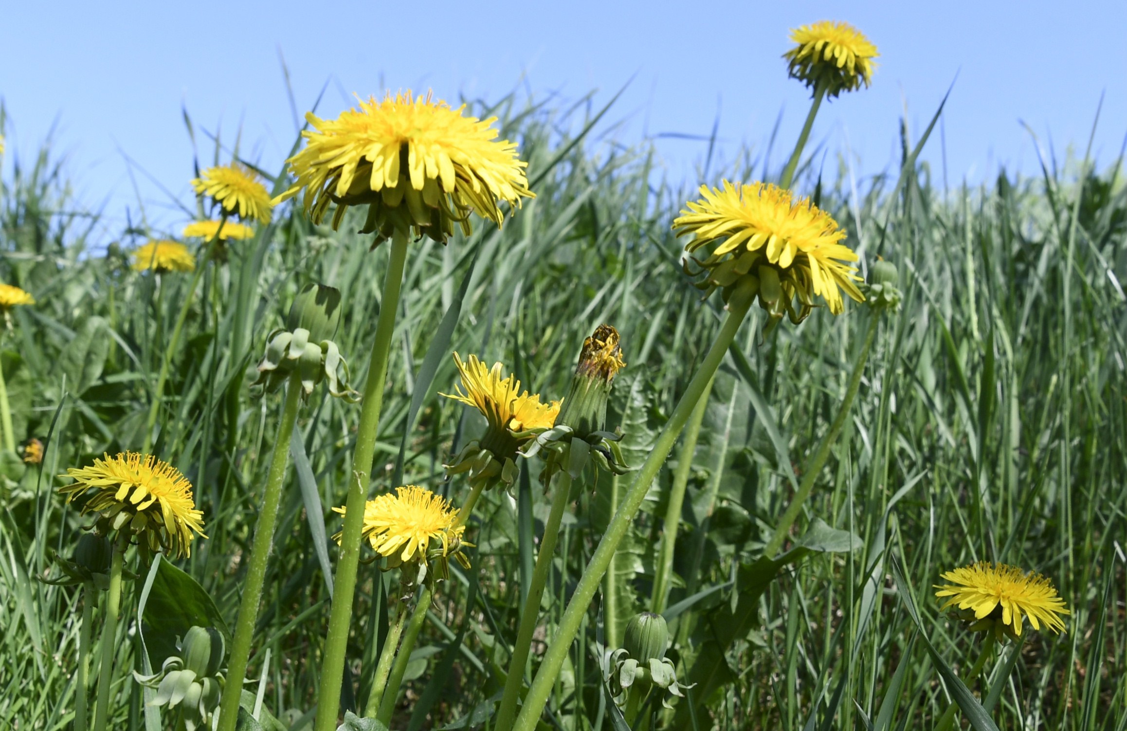 US: Punkin puremalla voi olla tämä yllättävä vaikutus | Verkkouutiset