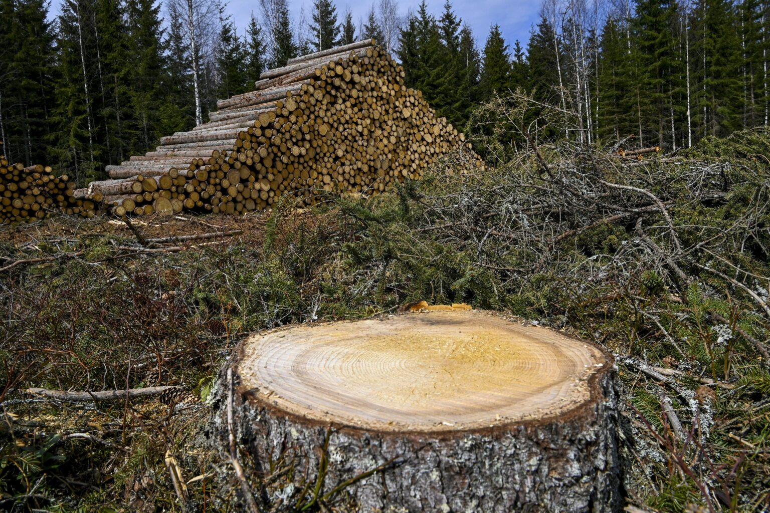 Puun hinta nousee - KL: Näin paljon voit saada metsästäsi | Verkkouutiset
