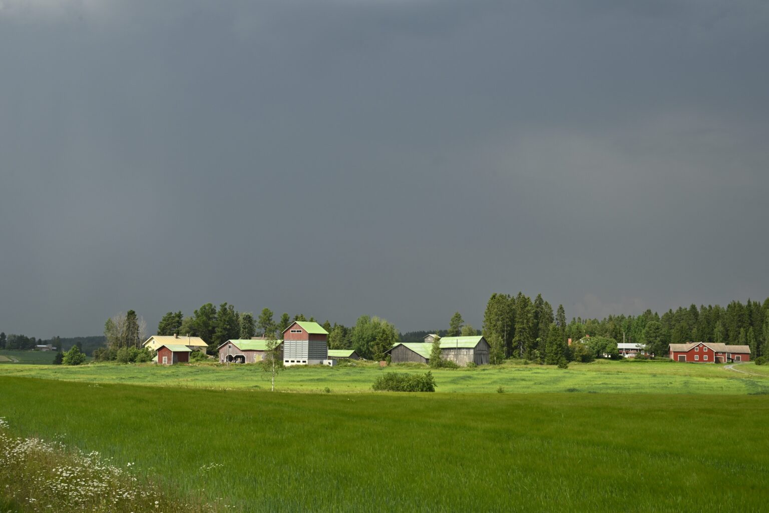 Jopa puolet Euroopan väestöstä vienyt musta surma muutti kuoleman ...